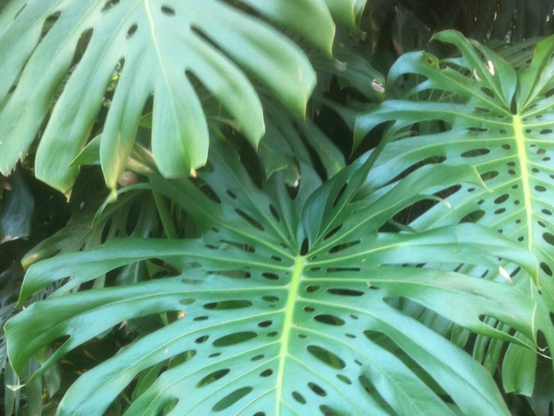 Exóticas por todo o lado